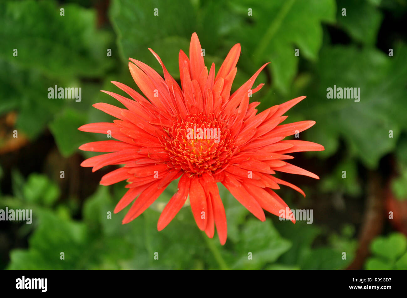Red flower with green background Stock Photo - Alamy
