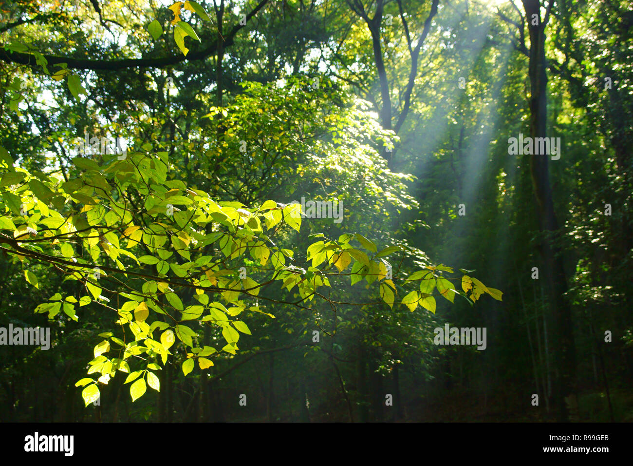 Sunlit through Trees in Forest Stock Photo - Alamy
