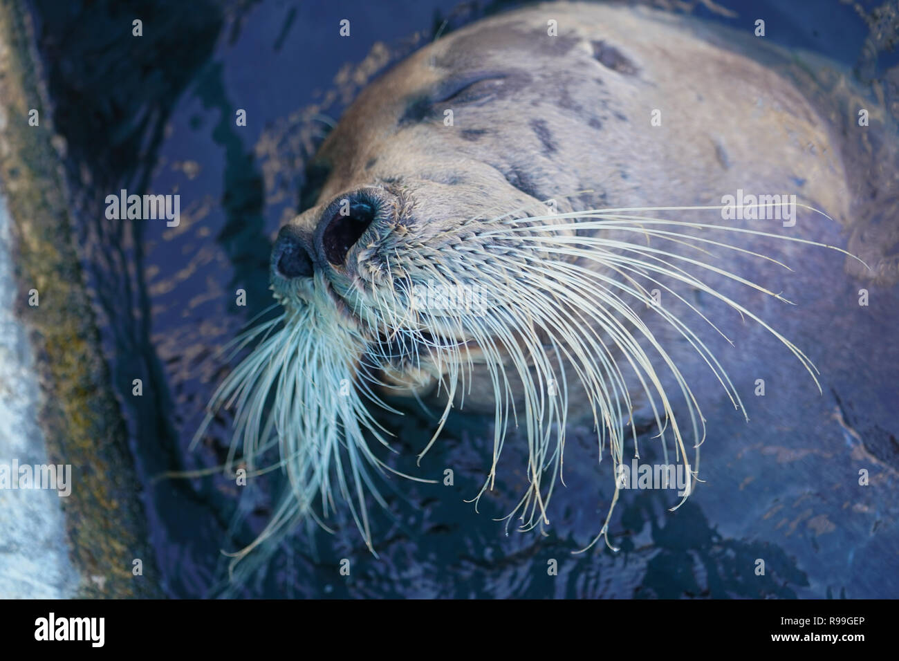 Seal the knowledge hi-res stock photography and images - Alamy