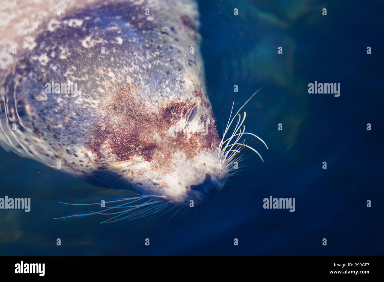 Seal the knowledge hi-res stock photography and images - Alamy