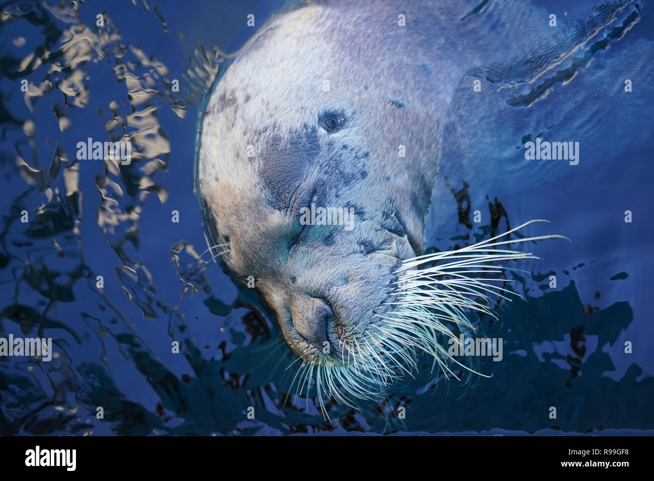 Bearded seal swim hi-res stock photography and images - Alamy