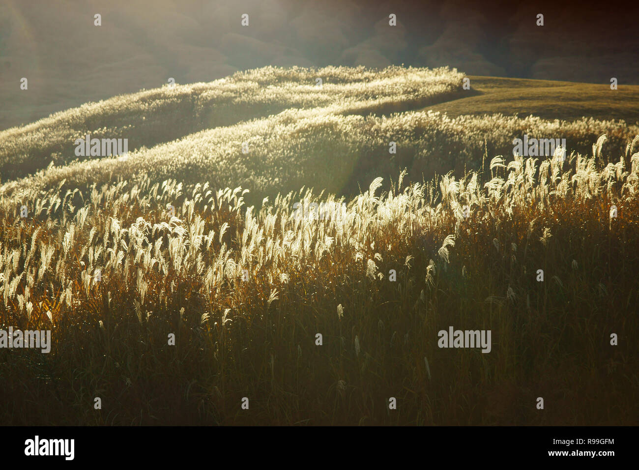 Field of Japanese Grass (Miscanthus Sinensis Stock Photo - Alamy