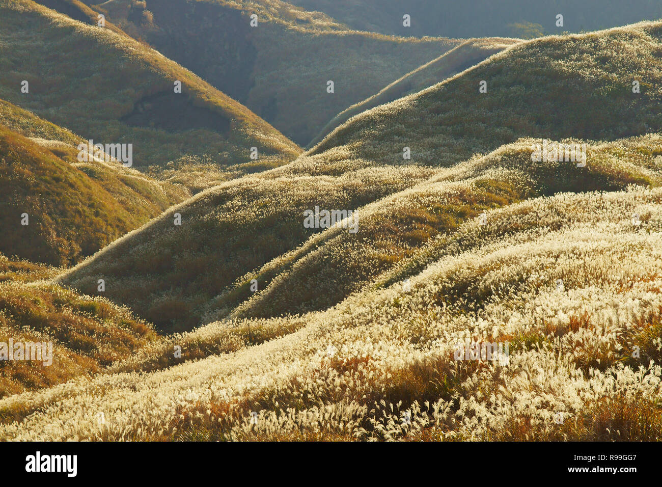 Field of Japanese Grass (Miscanthus Sinensis Stock Photo - Alamy