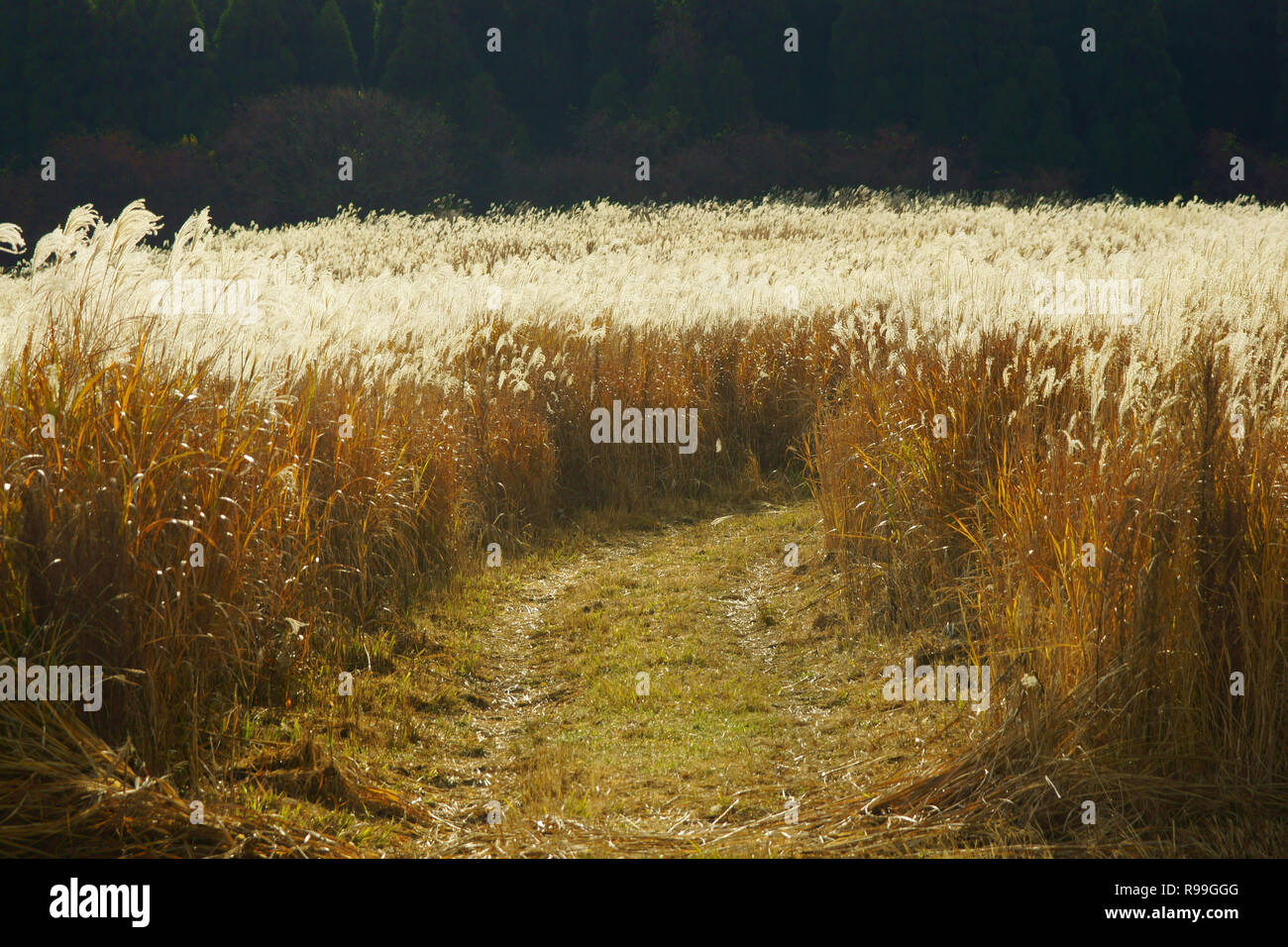 Field of Japanese Grass (Miscanthus Sinensis Stock Photo - Alamy