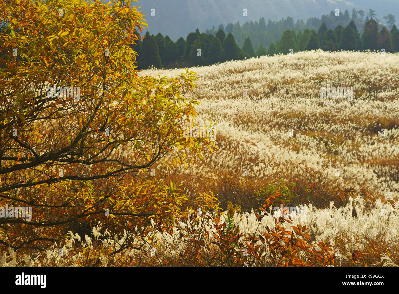 Field of Japanese Grass (Miscanthus Sinensis Stock Photo - Alamy