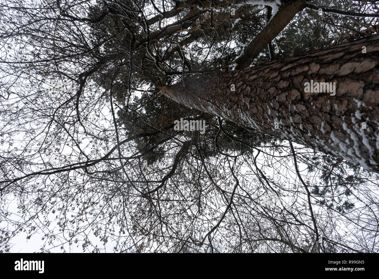 Snowfall crown hi-res stock photography and images - Alamy