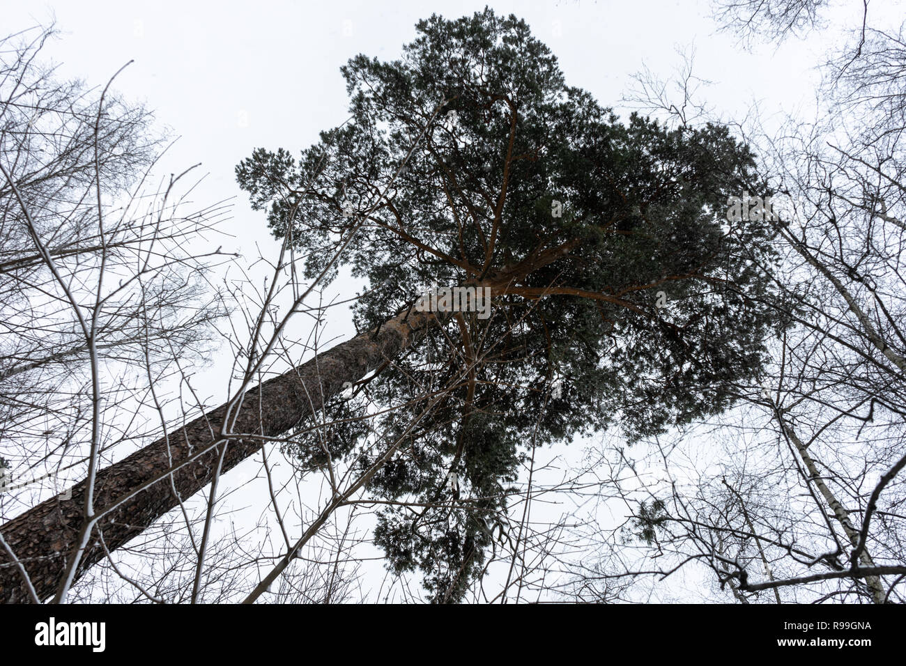 Snowfall crown hi-res stock photography and images - Alamy