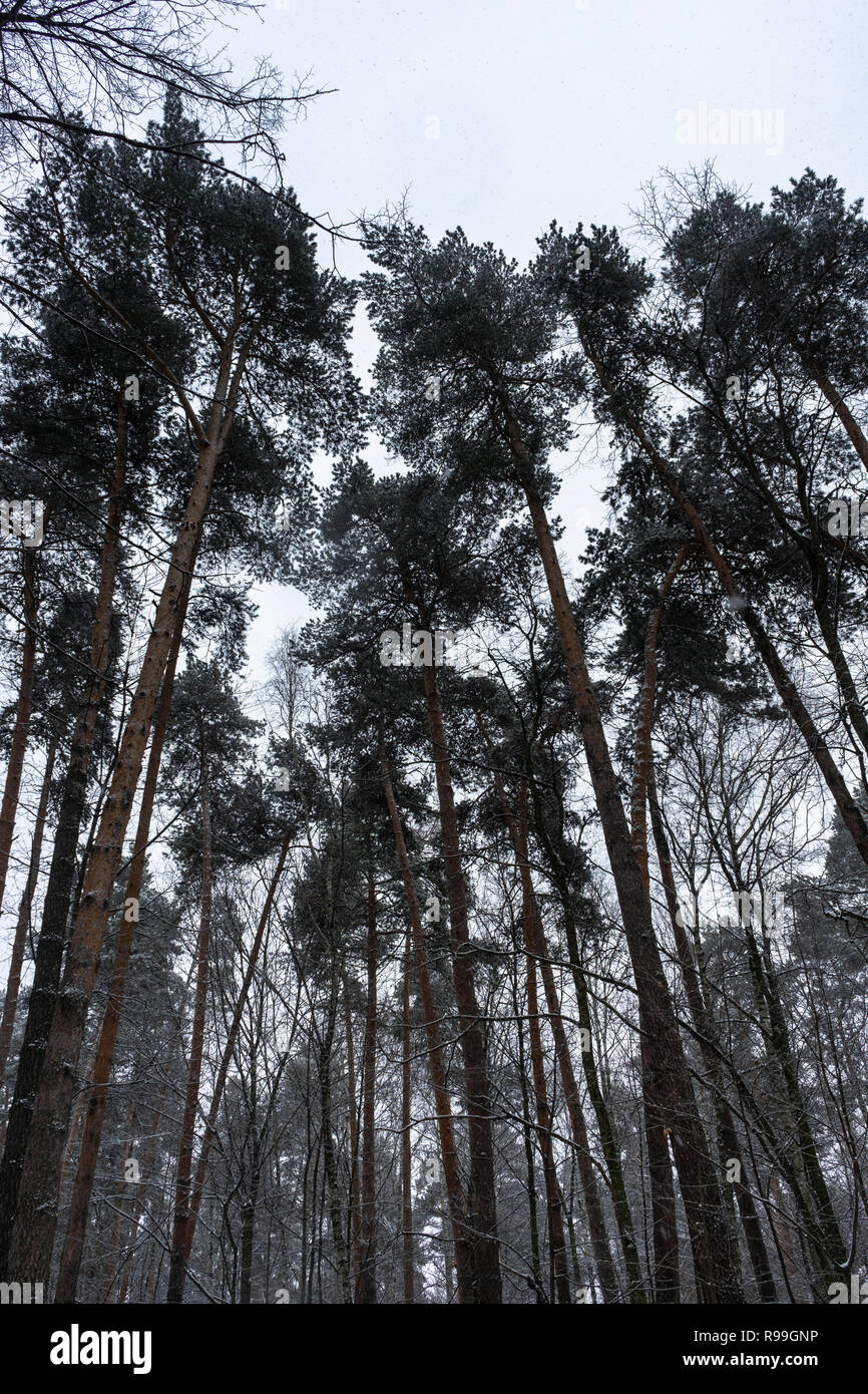 Snowfall crown hi-res stock photography and images - Alamy