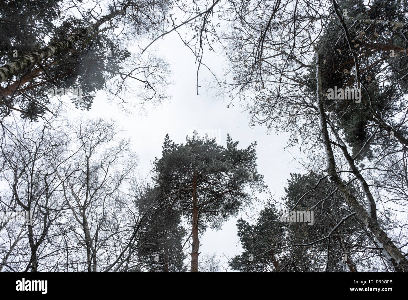 Snowfall crown hi-res stock photography and images - Alamy