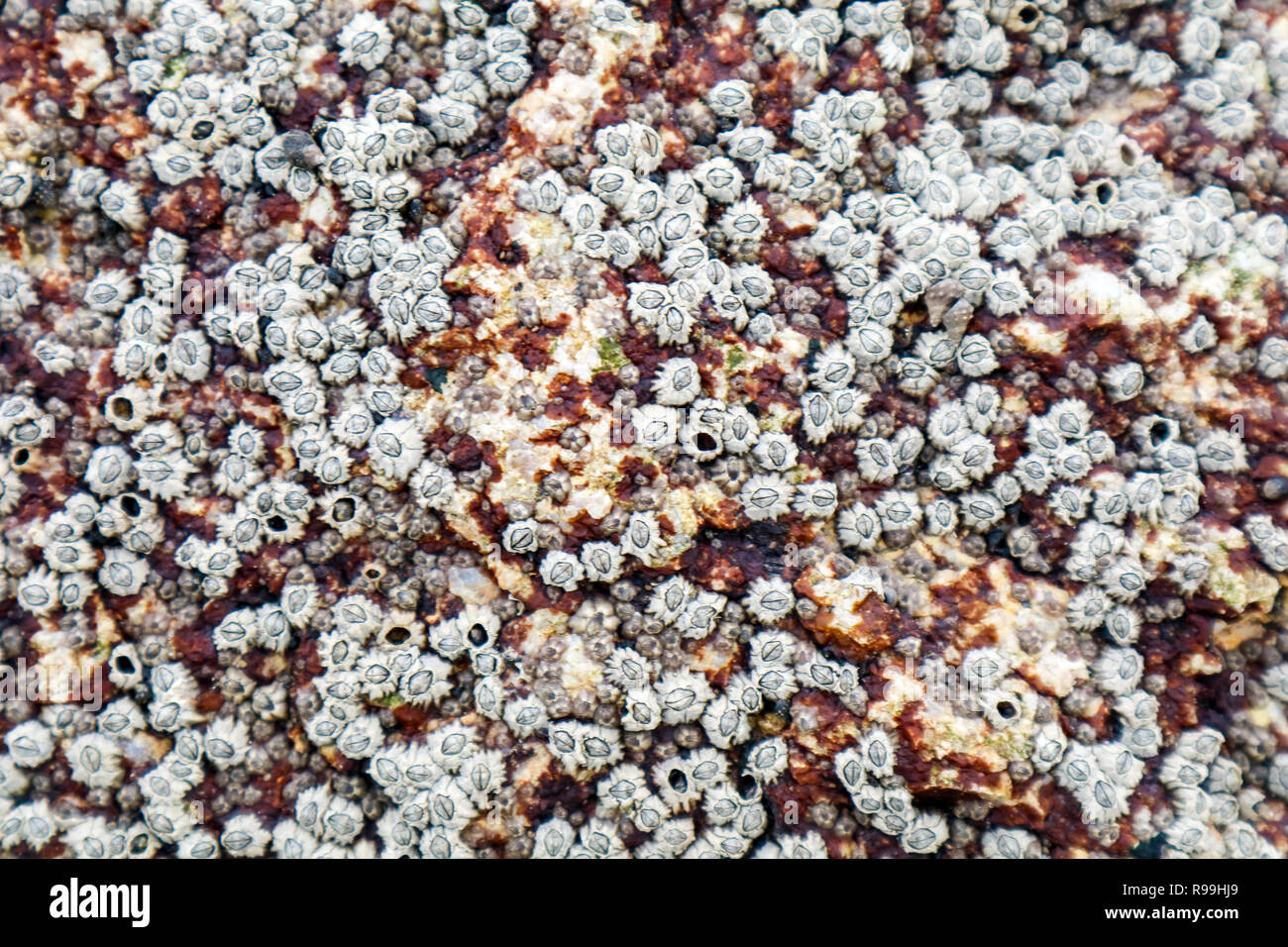 Balanidae hi-res stock photography and images - Alamy