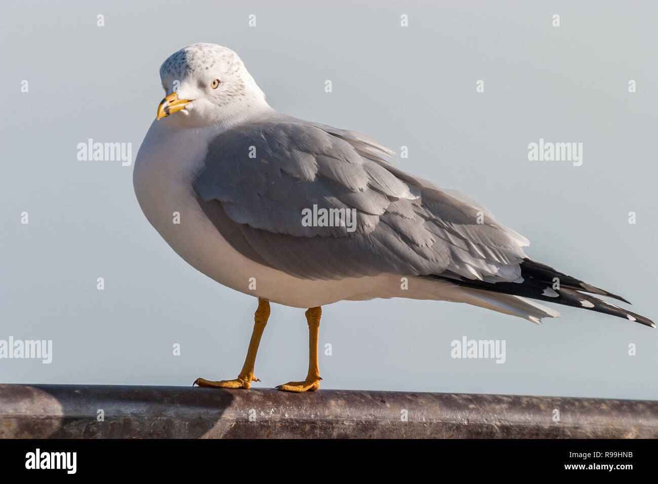 Michigan eco hi-res stock photography and images - Alamy