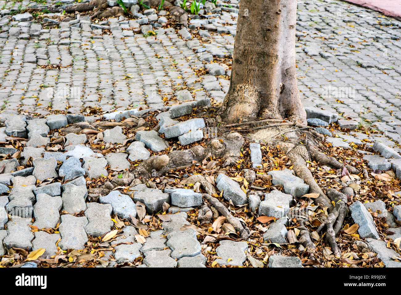 root of tree growing and damage brick block walkway in garden Stock ...