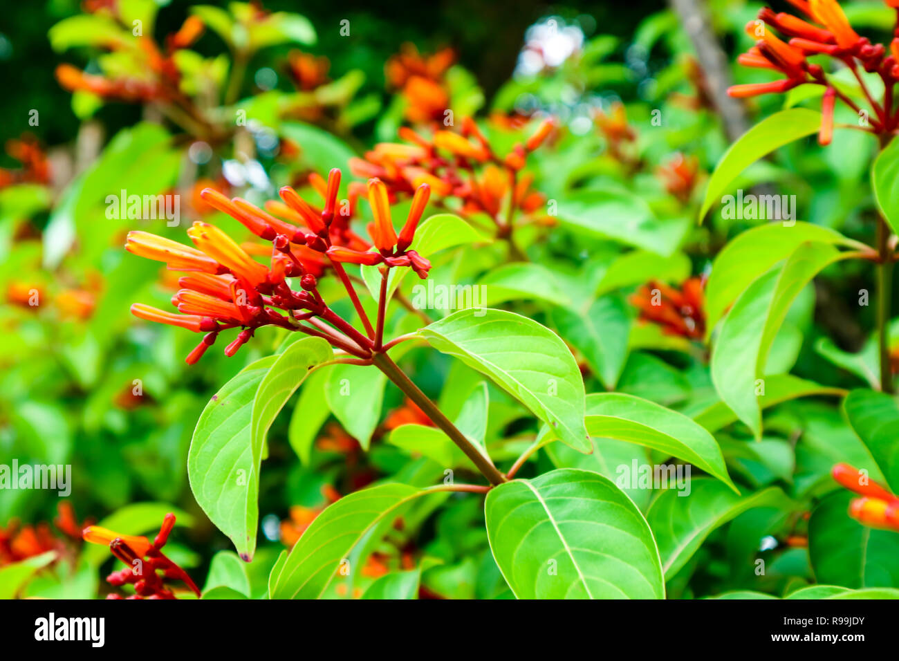 Russelia equisetiformis red boutique flower bloom in the garden Stock ...