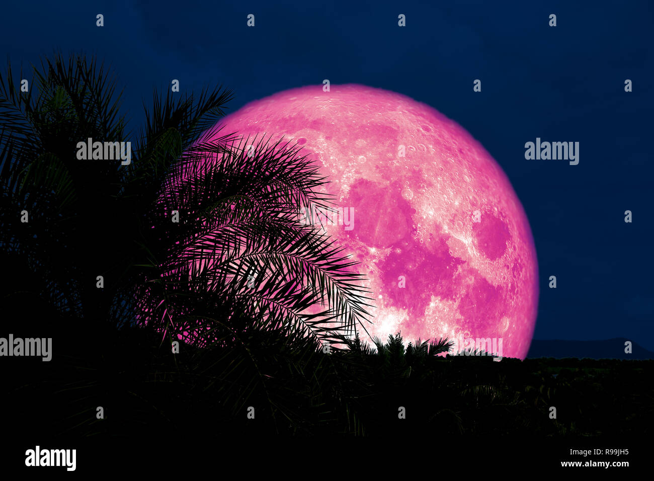 super pink moon back silhouette in ancient palm tree night sky ...