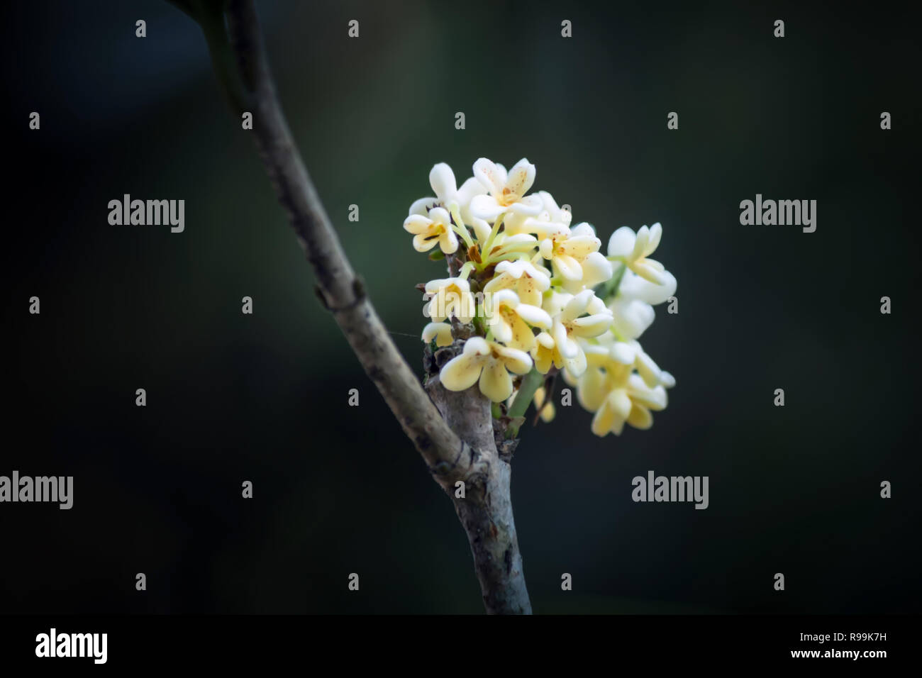 Osmanthus flower hi-res stock photography and images - Alamy