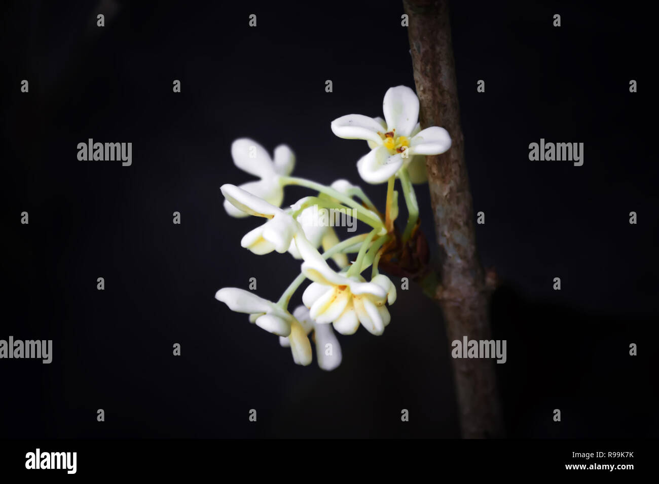 Osmanthus flower hi-res stock photography and images - Alamy