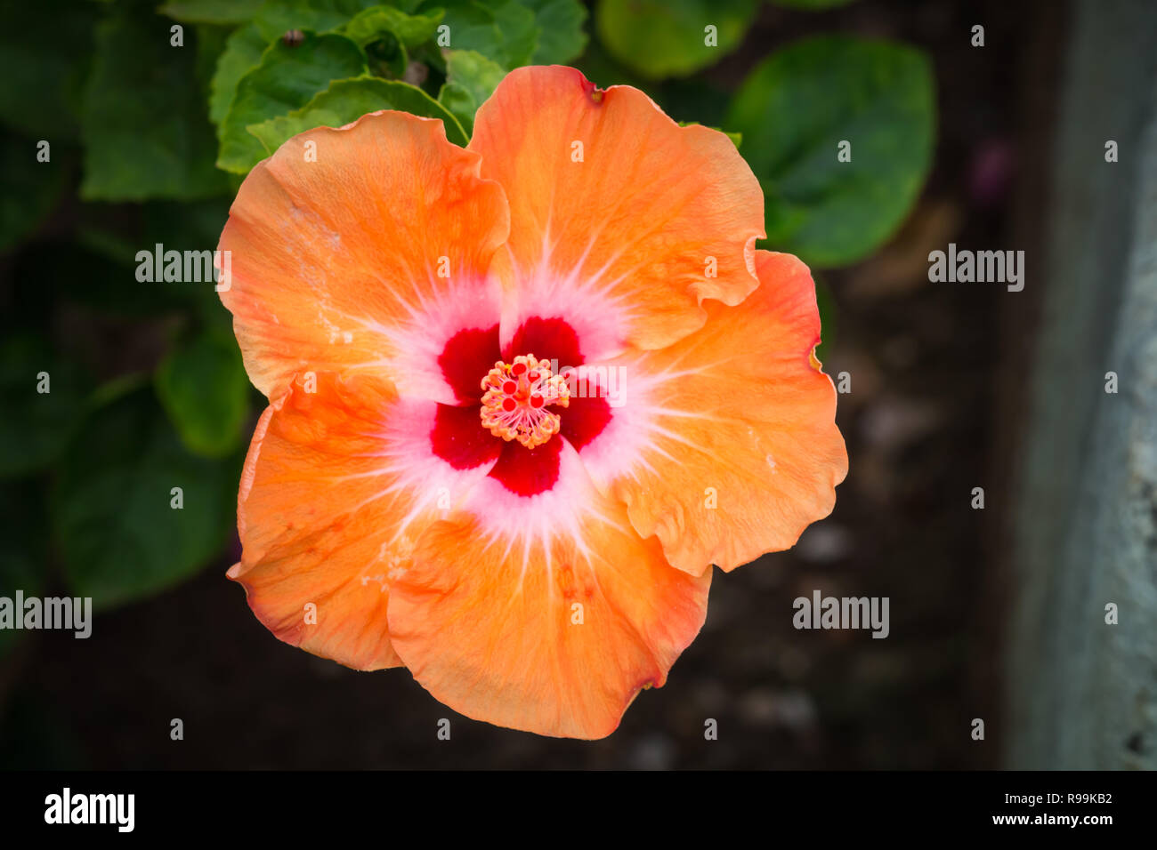 Bright red flower of hibiscus (Hibiscus rosa sinensis) on black ...