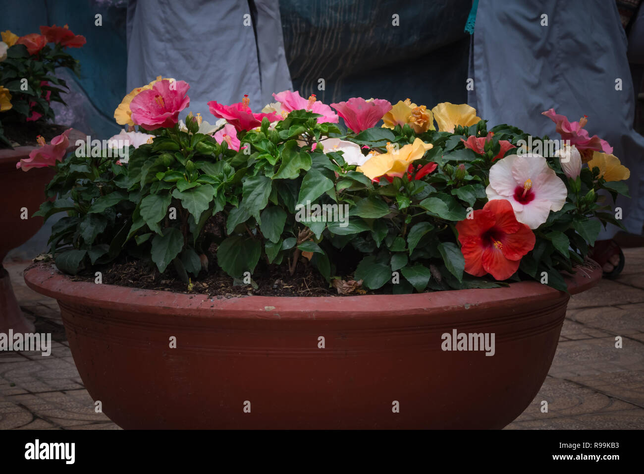 Bright red flower of hibiscus (Hibiscus rosa sinensis) on black ...