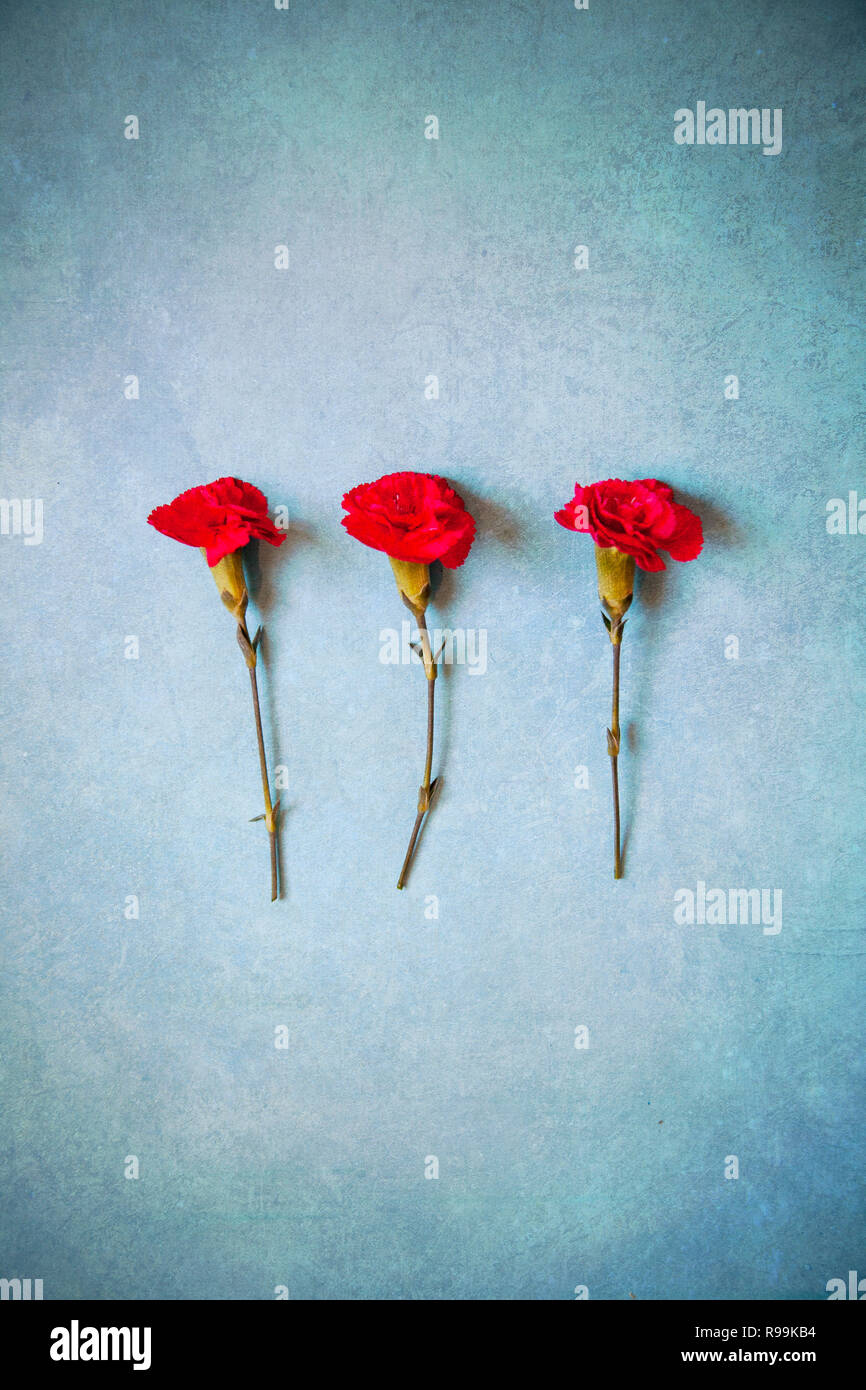 Three Red Carnations Stock Photo - Alamy
