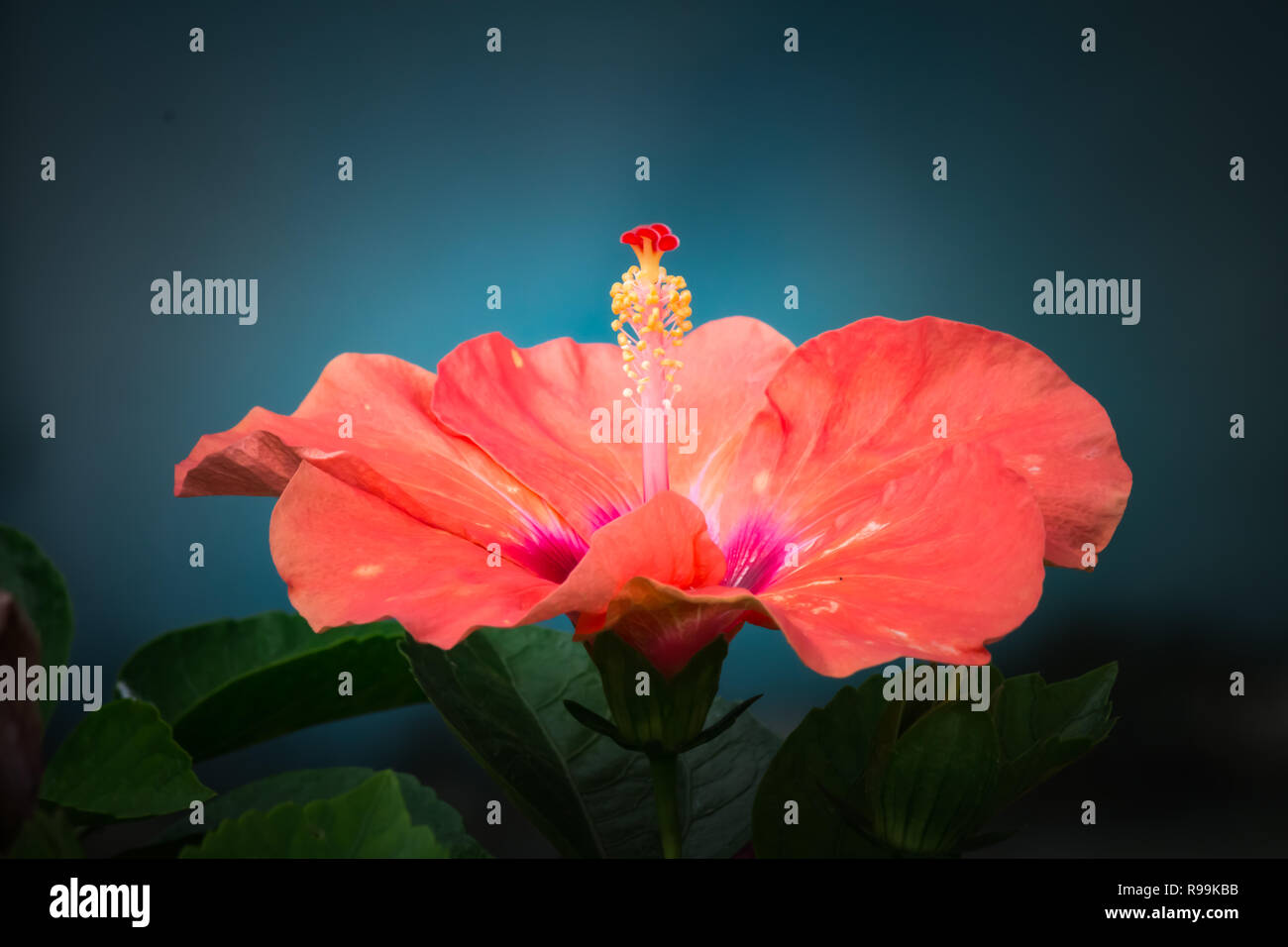 Bright red flower of hibiscus (Hibiscus rosa sinensis) on black ...