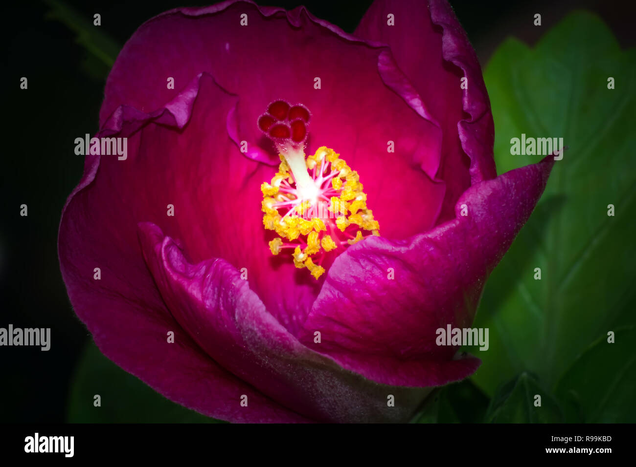 Bright red flower of hibiscus (Hibiscus rosa sinensis) on black ...