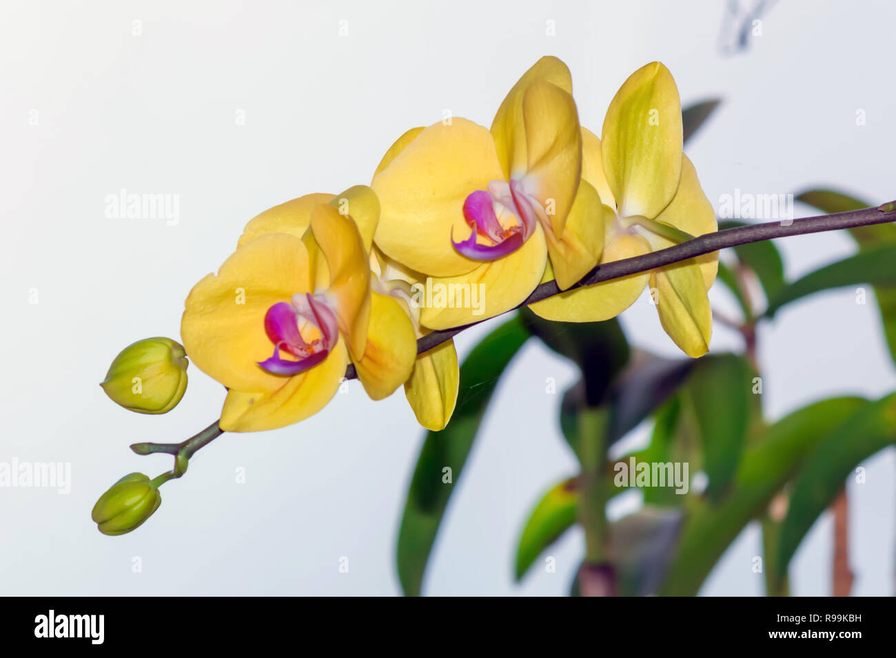 Orchids of garden hi-res stock photography and images - Alamy