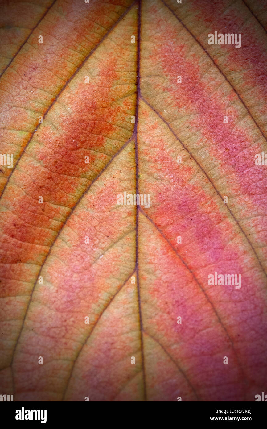 Autumn Leaf Detail Stock Photo - Alamy