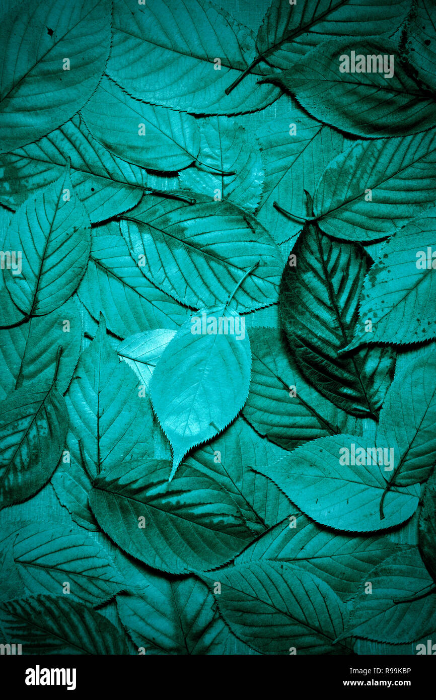 Scattered foliage hi-res stock photography and images - Alamy