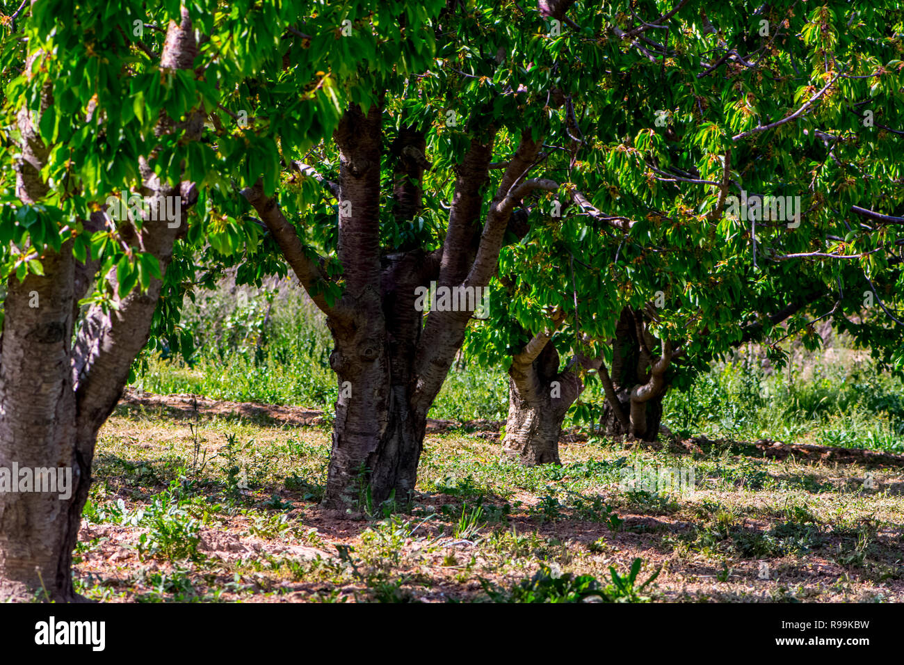 The beautiful cherry trees in the orchard in the spring time Stock ...