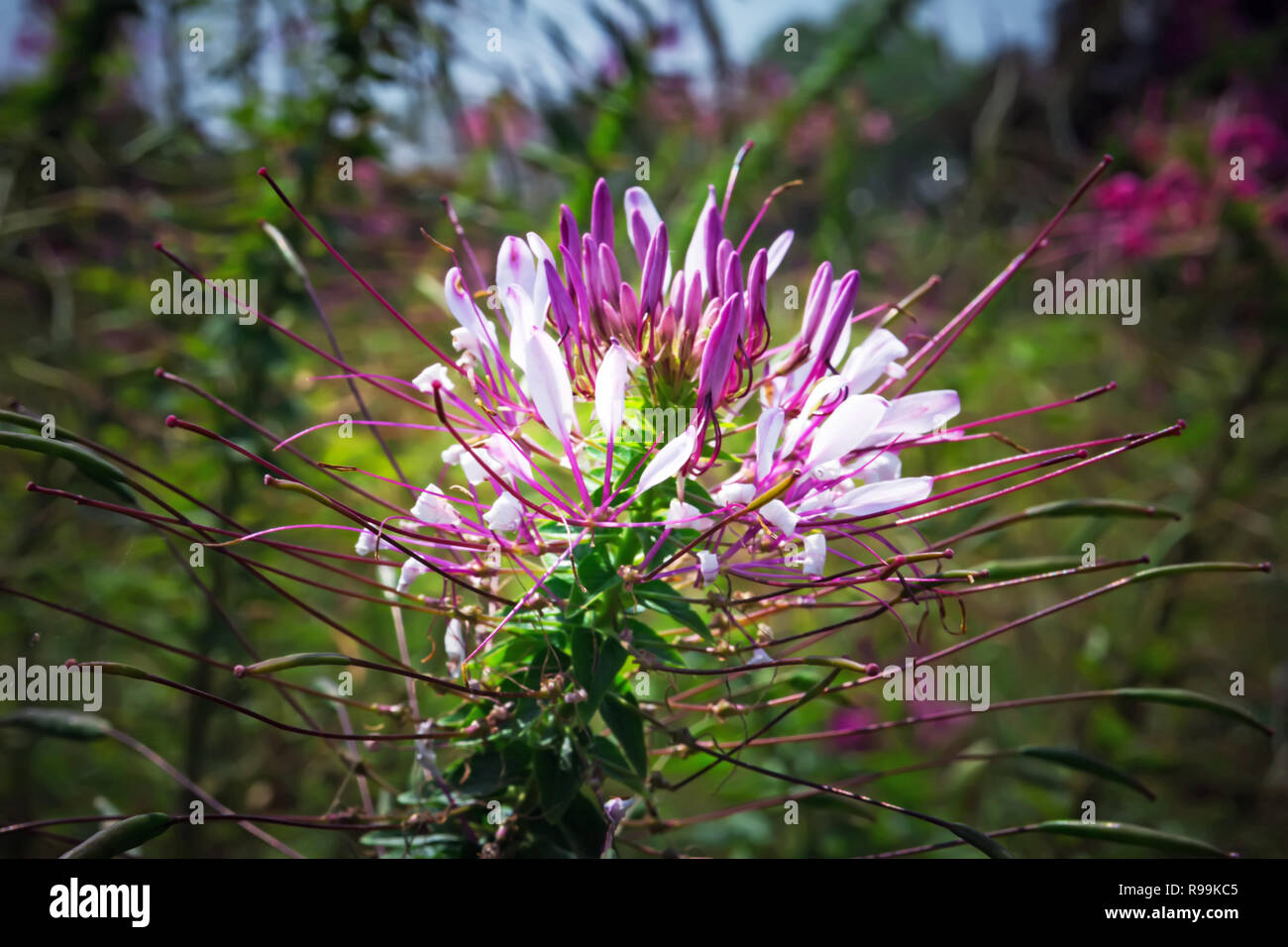 Cleome sparkler mix hi-res stock photography and images - Alamy