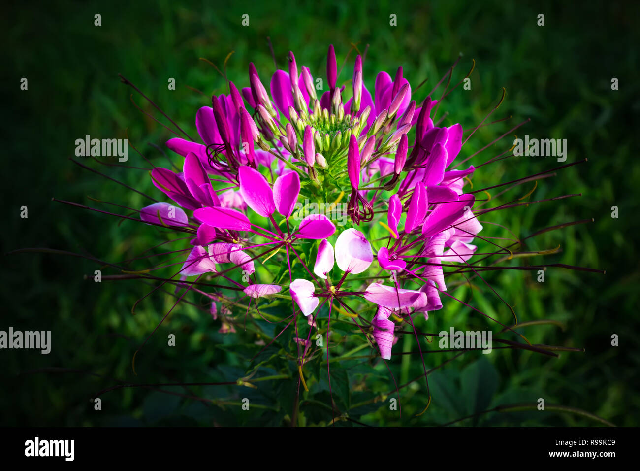 Cleome sparkler mix hi-res stock photography and images - Alamy
