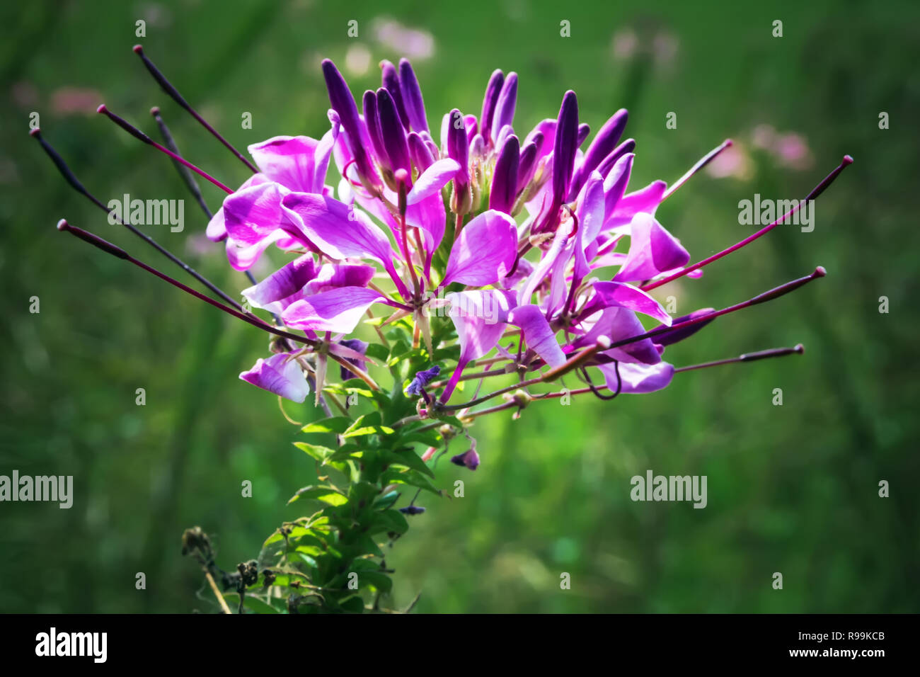 Cleome sparkler mix hi-res stock photography and images - Alamy