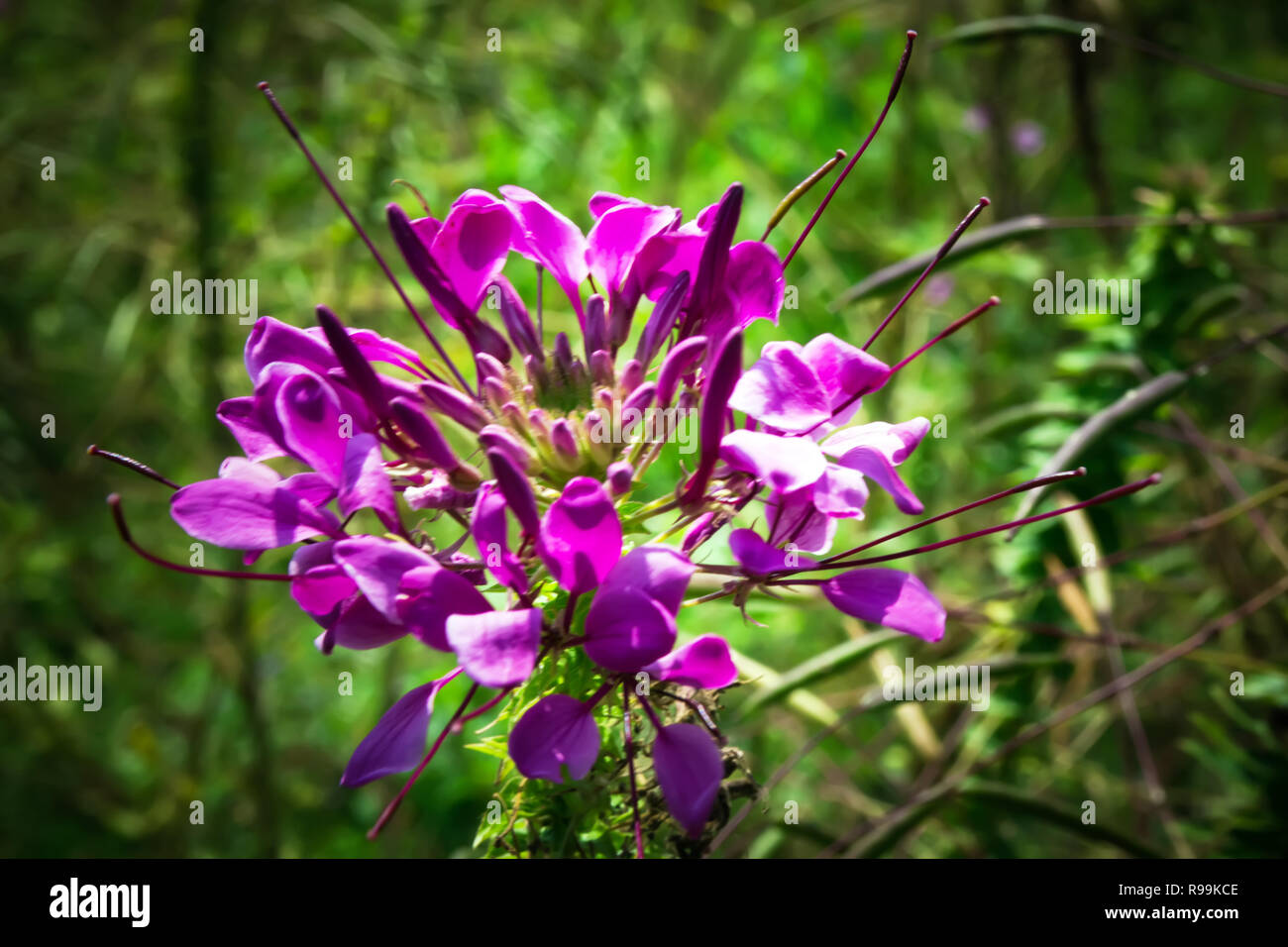 Cleome sparkler mix hi-res stock photography and images - Alamy