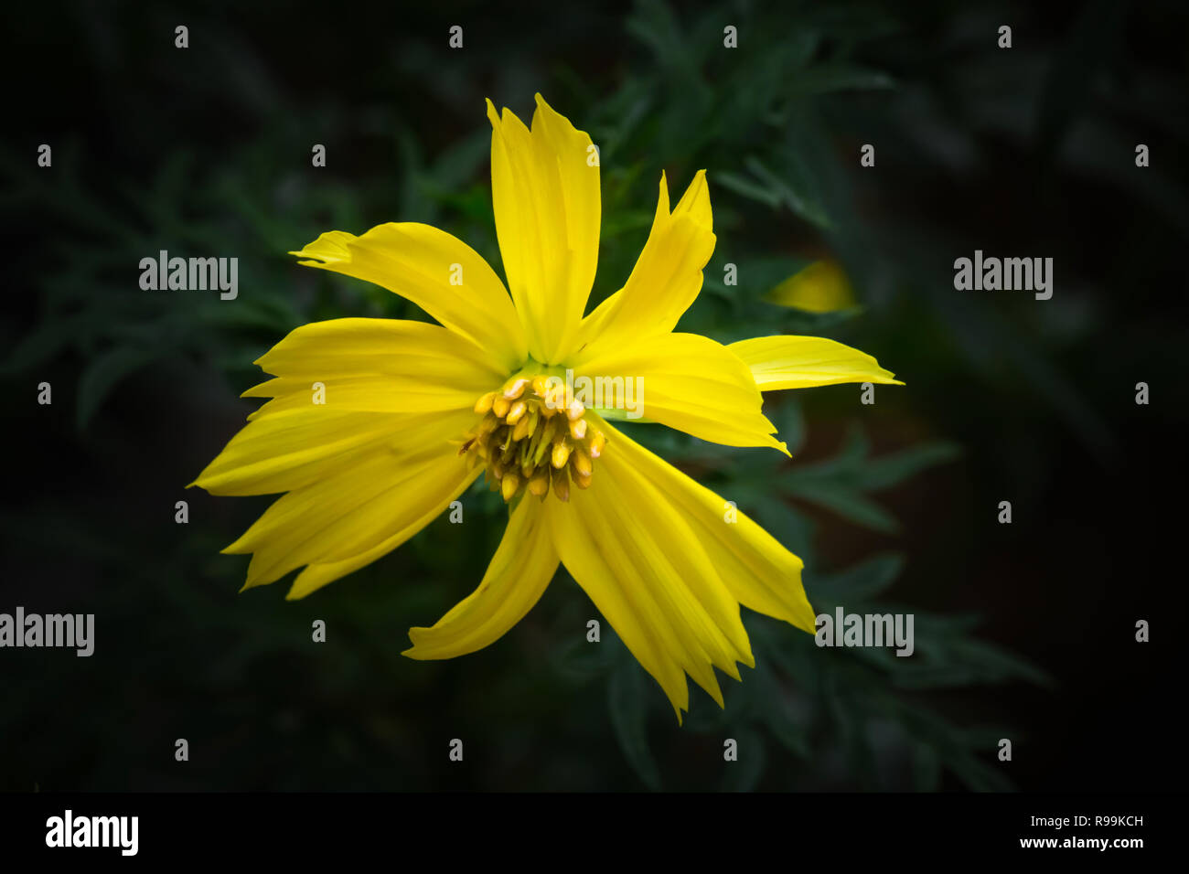 Cosmic Yellow Cosmos Flower in garden isolated on black background ...