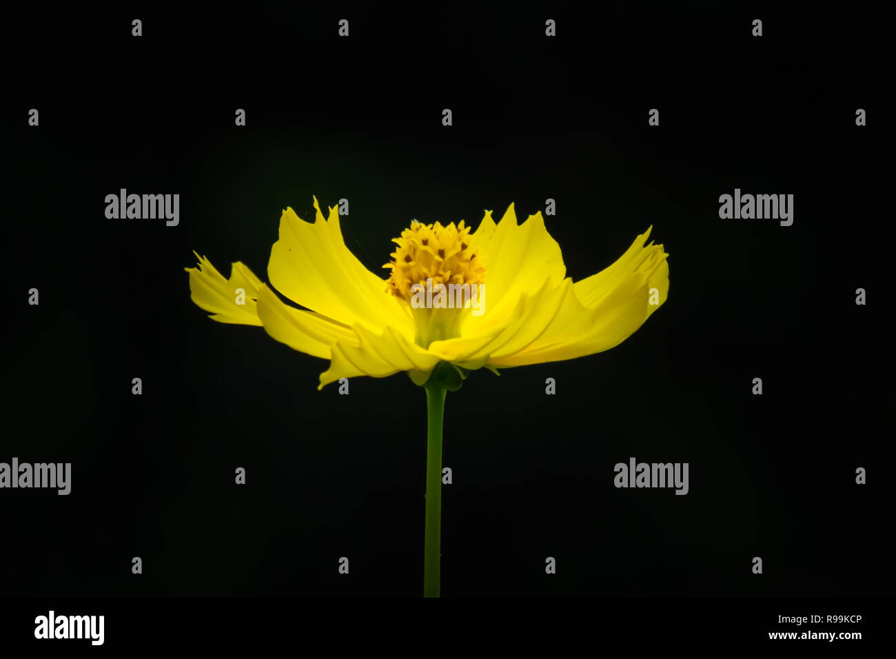 Cosmic Yellow Cosmos Flower in garden isolated on black background ...