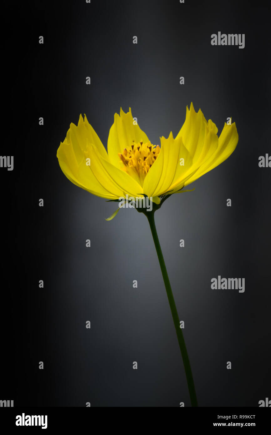 Cosmic Yellow Cosmos Flower in garden isolated on black background ...