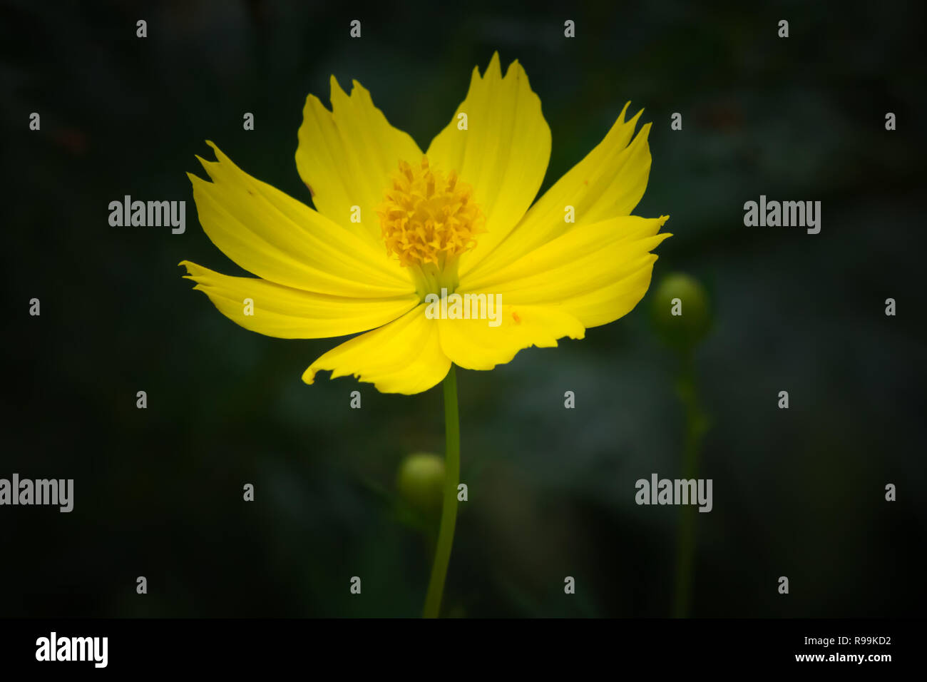 Cosmic Yellow Cosmos Flower in garden isolated on black background ...