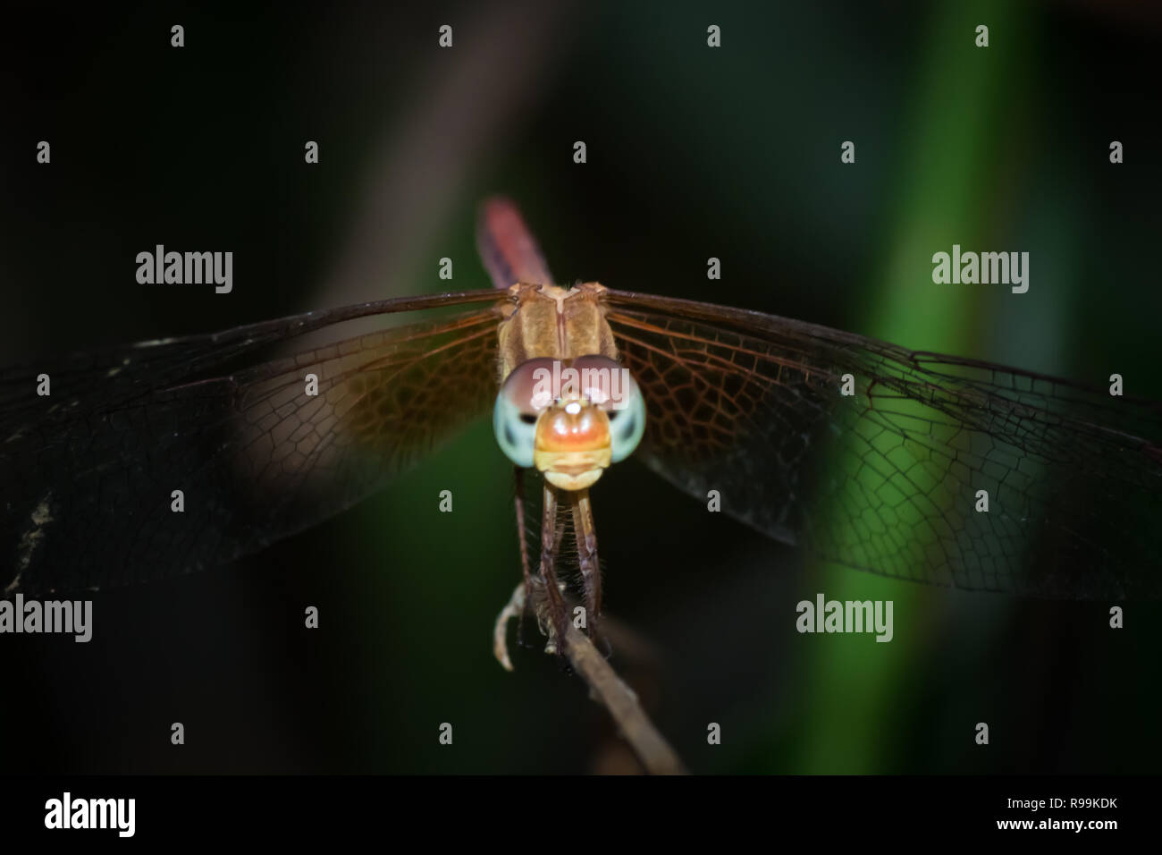Dragonfly outdoor hi-res stock photography and images - Alamy