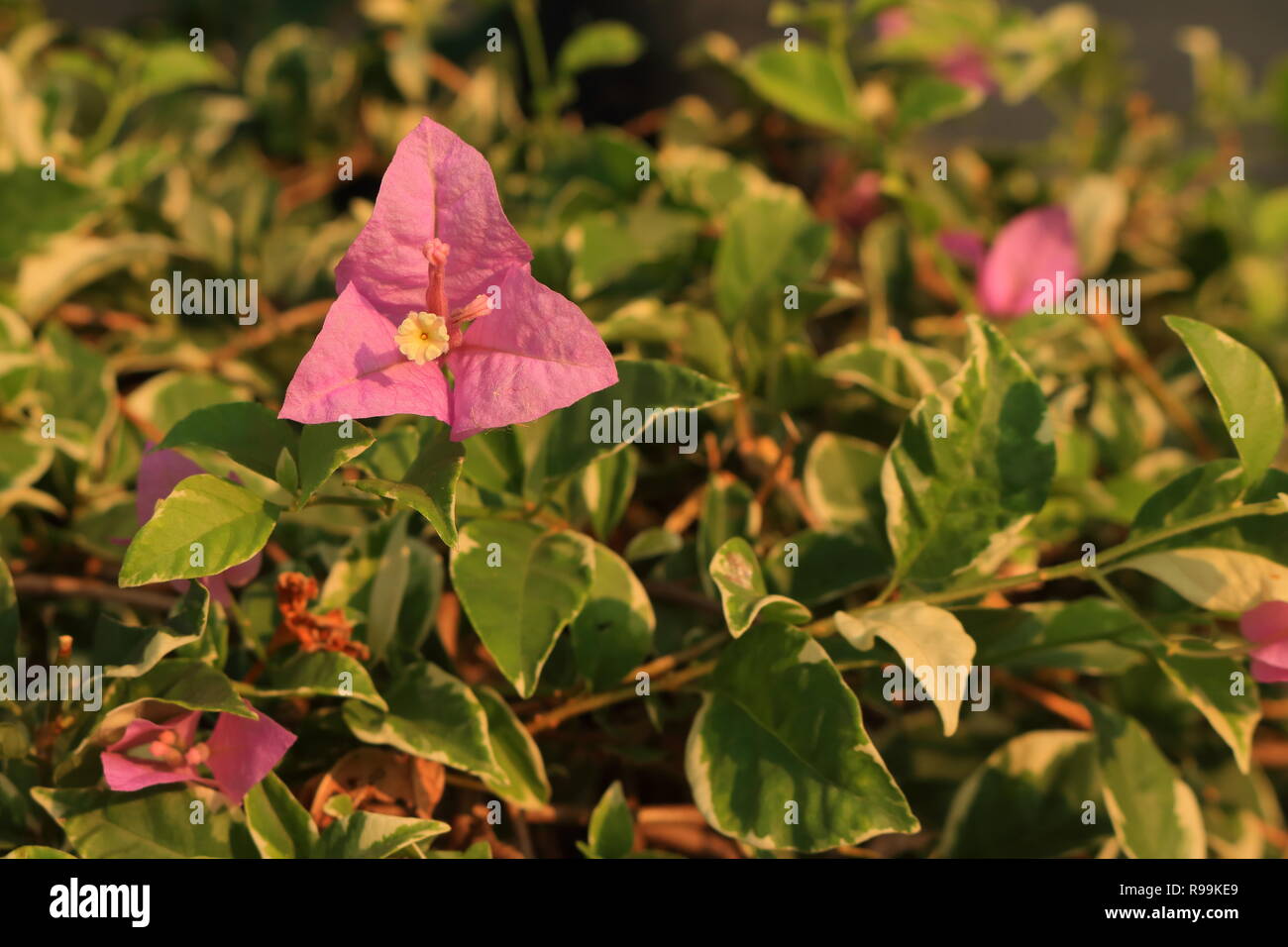 Carpel hi-res stock photography and images - Alamy