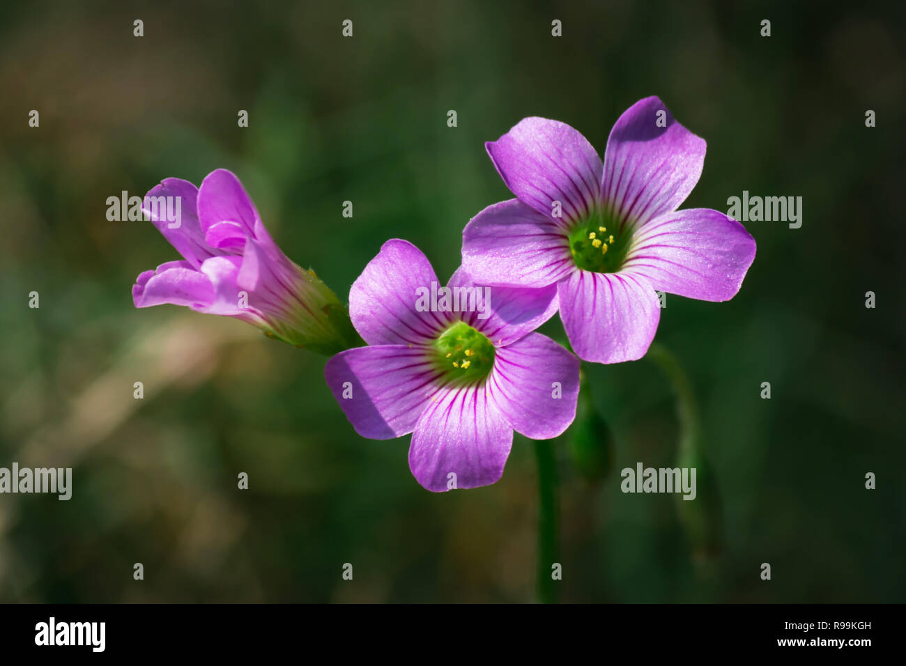 Cephalotales nakai hi-res stock photography and images - Alamy