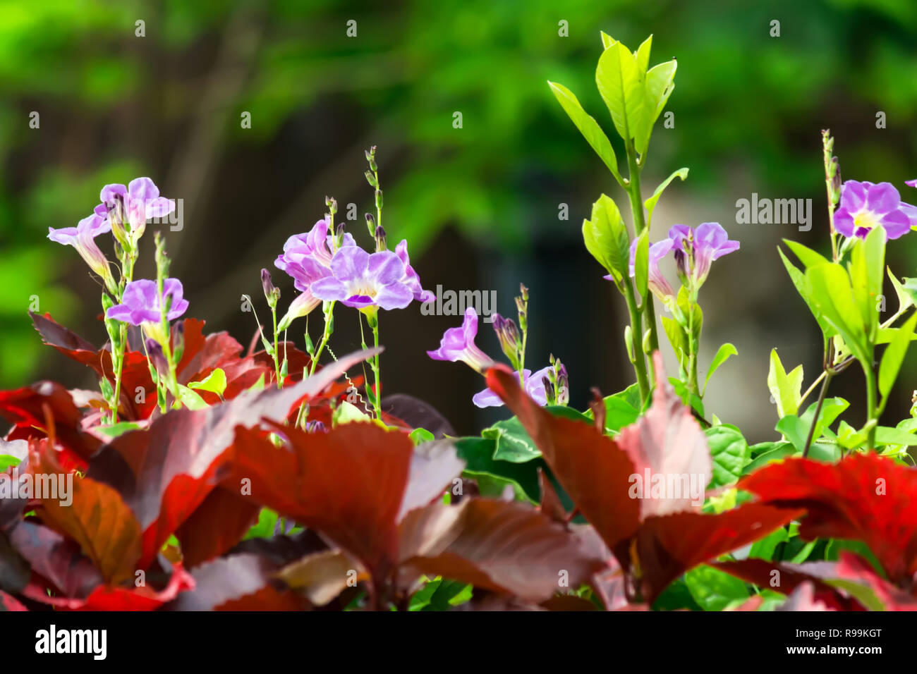 Cephalotales nakai hi-res stock photography and images - Alamy