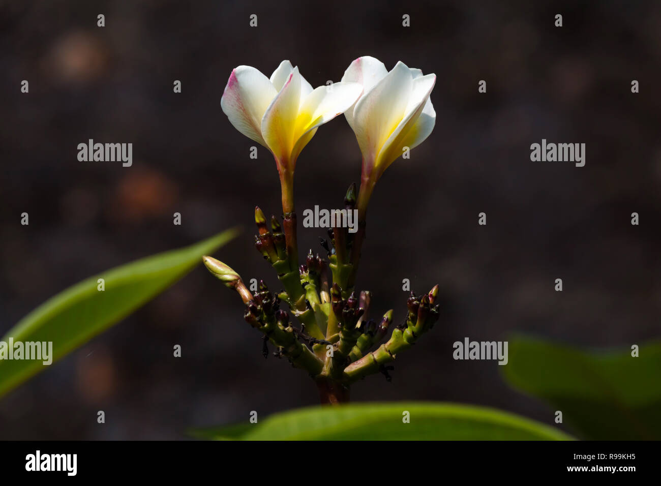 Beautiful frangipani on black background Stock Photo - Alamy