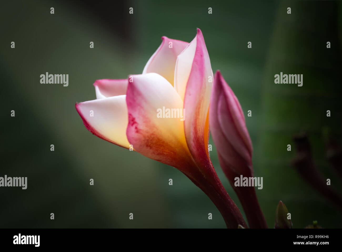 Beautiful frangipani on black background Stock Photo - Alamy