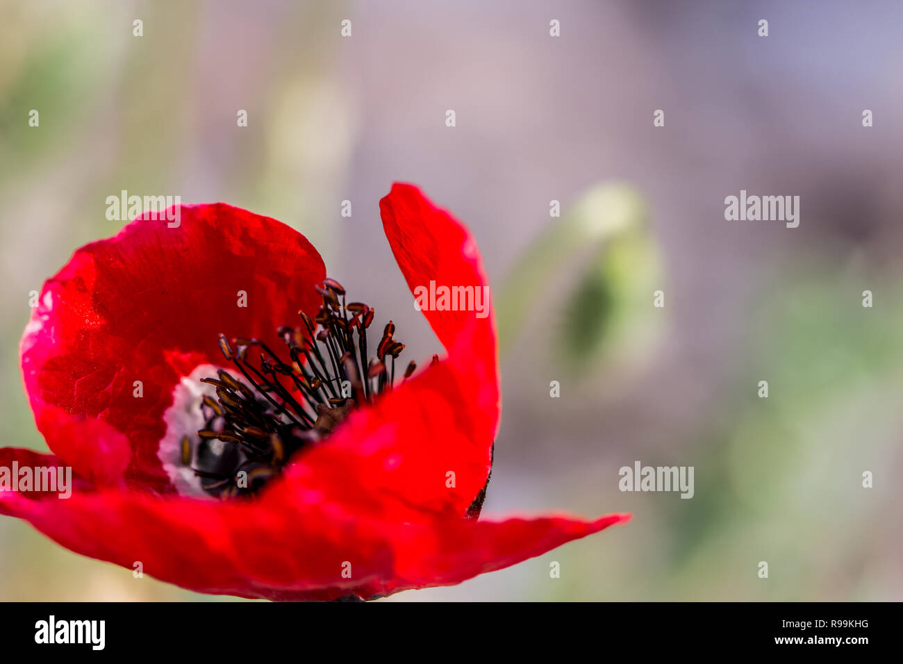 Poppy red flower with seeds inside Close up agriculture in Turkey Stock ...