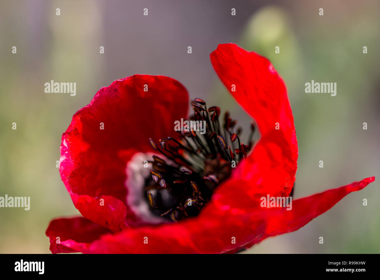 Poppy seeds inside flower hi-res stock photography and images - Alamy