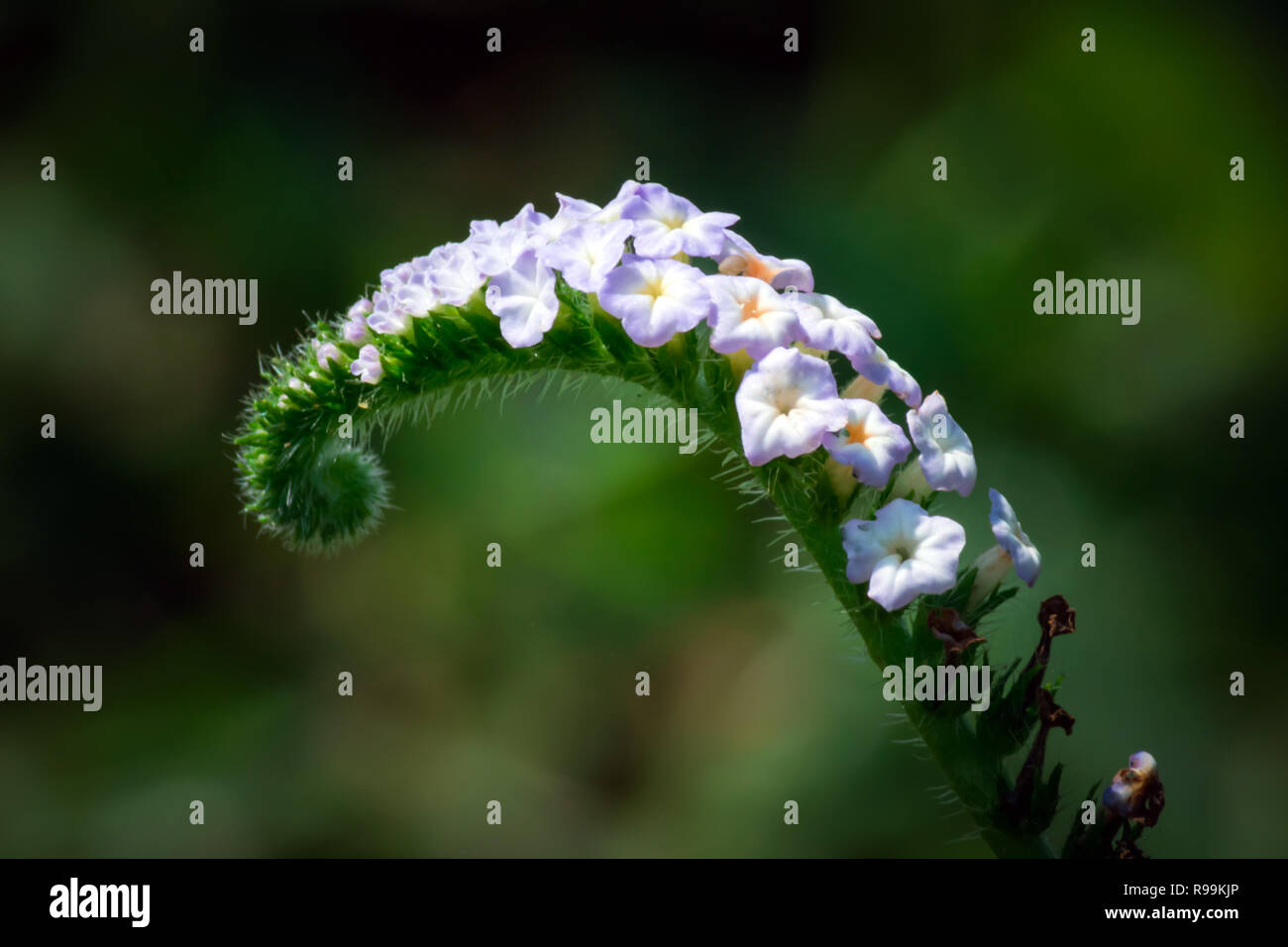 Heliotropium hi-res stock photography and images - Alamy