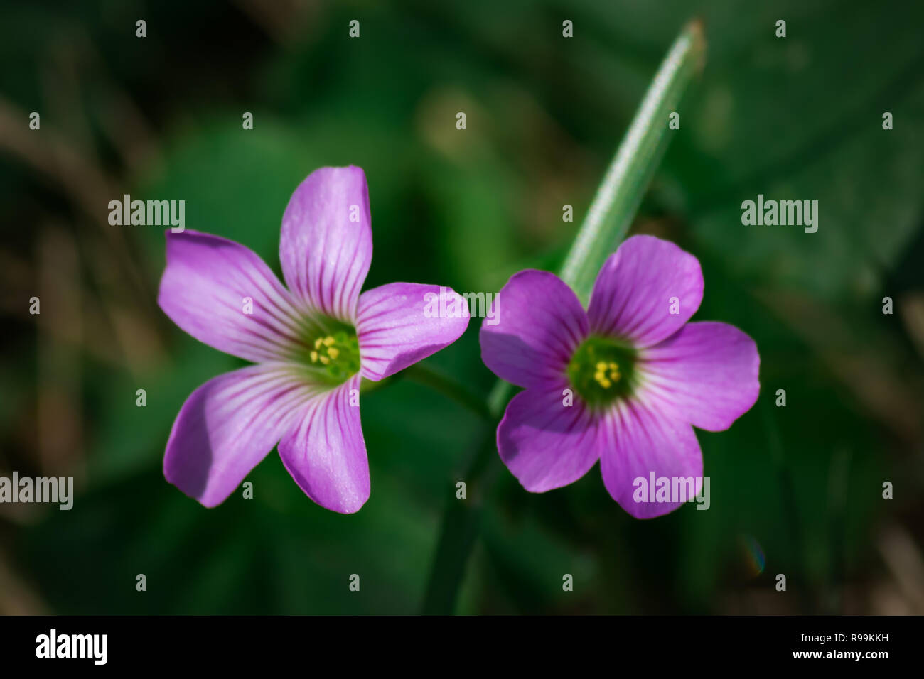 Cephalotales nakai hi-res stock photography and images - Alamy