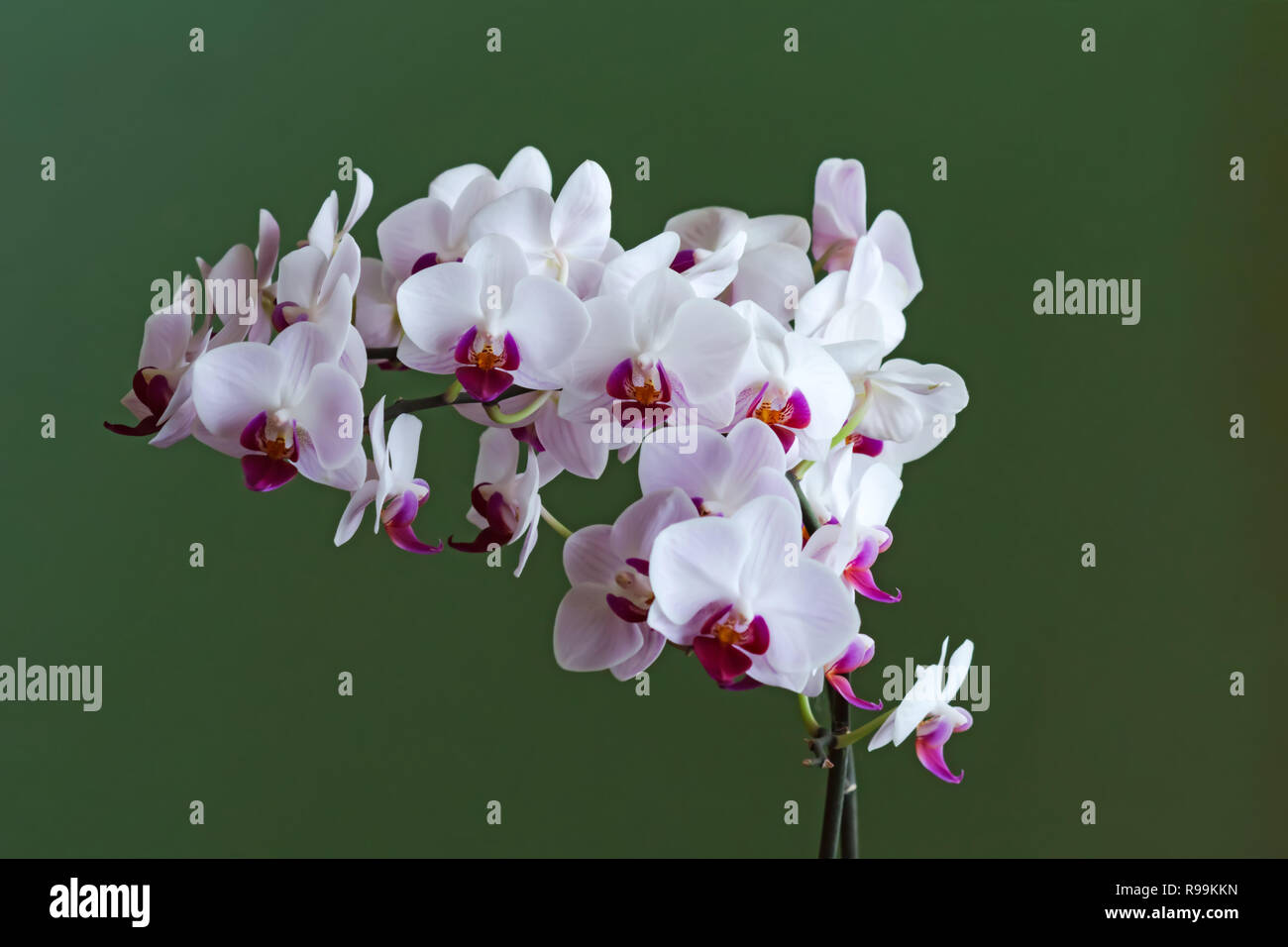 Orchids outdoors hi-res stock photography and images - Alamy