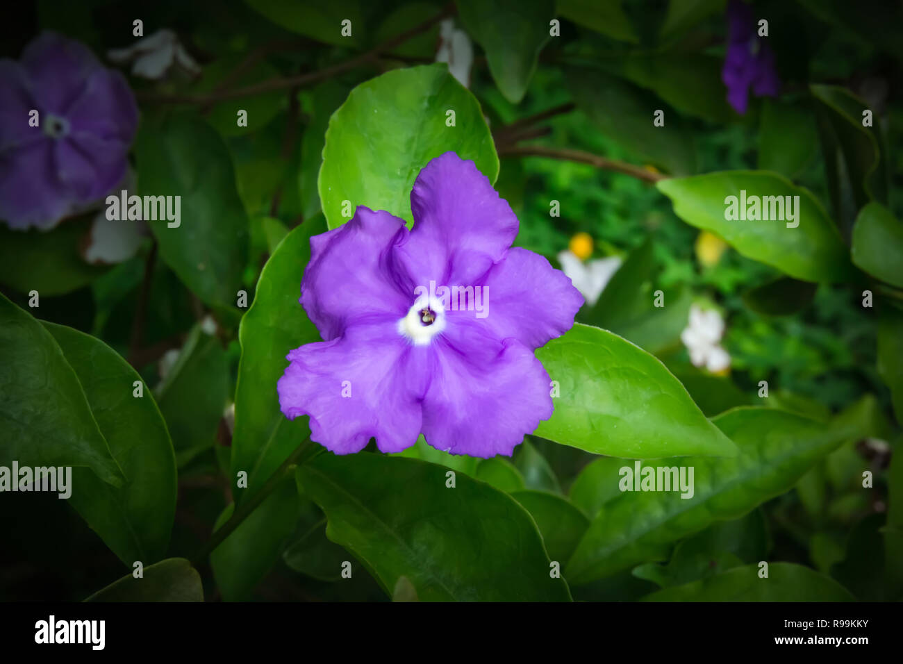 Beautiful Brunfelsia uniflora flower in garden Stock Photo - Alamy