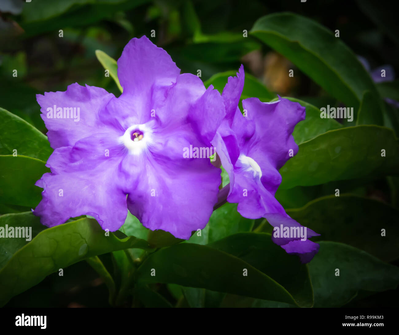 Brunfelsia uniflora hi-res stock photography and images - Alamy